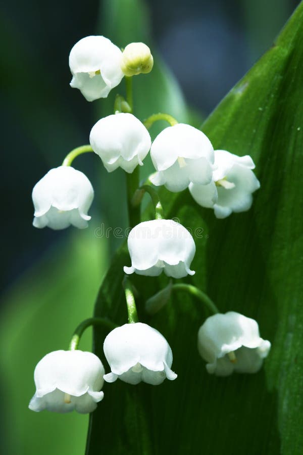 Corona Del Fiore Dei Lilys Della Valle Fotografia Stock - Immagine di ...