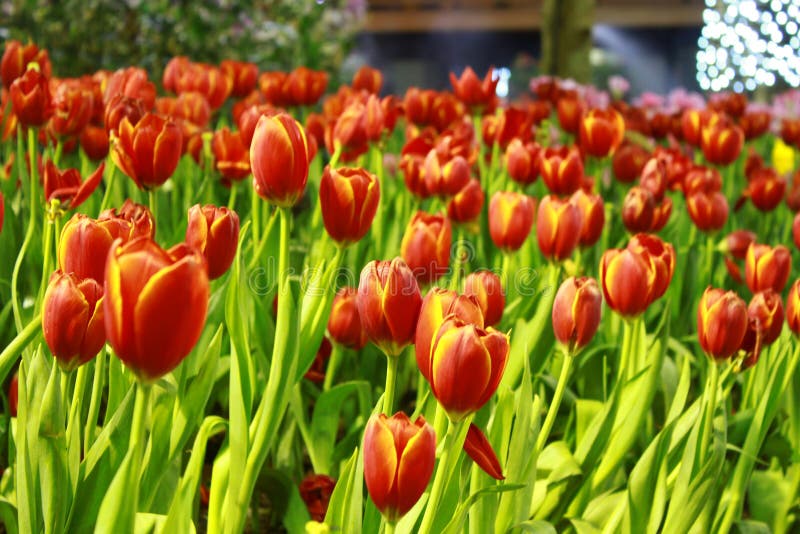 Lilly field stock image. Image of texture, fields, fruit - 90408591
