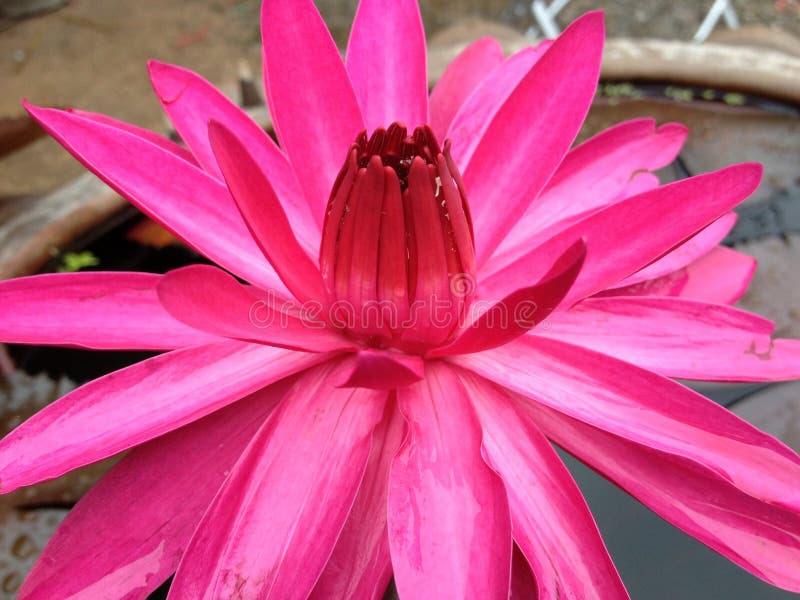 Lilly Fiore Dell'acqua, Loto Fotografia Stock - Immagine di flora ...