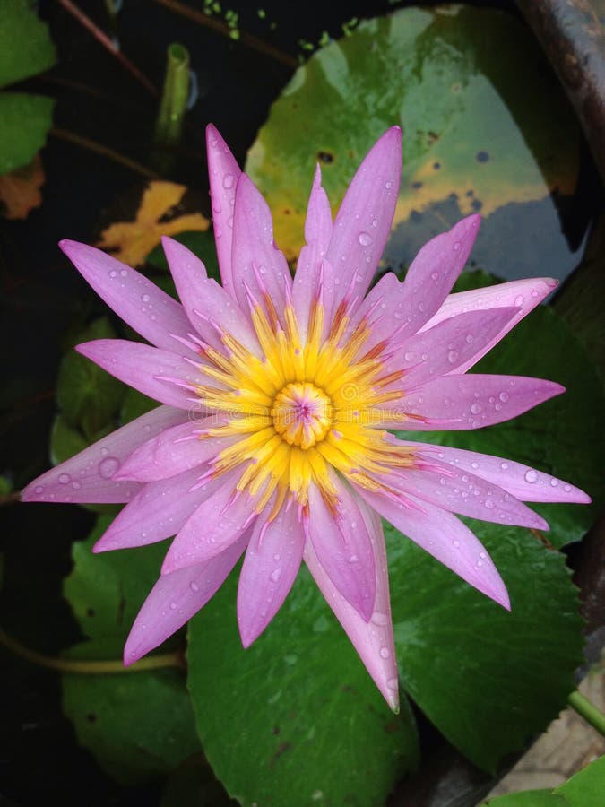 Lilly Fiore Dell'acqua, Loto Fotografia Stock - Immagine di flora ...