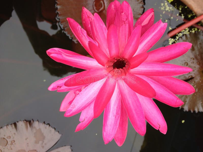 Lilly flor del agua, loto foto de archivo. Imagen de flor - 42643300