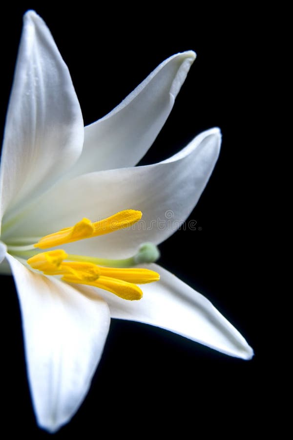 415,975 Single Flower Photos - Free & Royalty-Free Stock Photos from ...