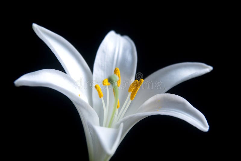 Lilly flower stock image. Image of nature, season, white - 5389057