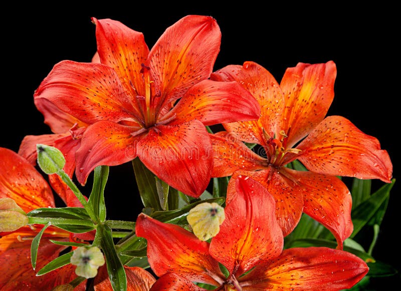 Lilly flower on black stock image. Image of blossom, beautiful - 41369013