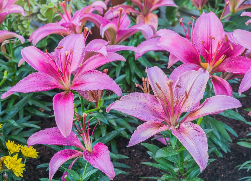 195 Yellow Stargazer Lilly Illustartion Stock Photos - Free & Royalty ...