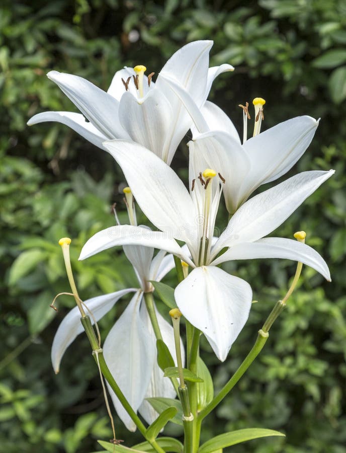 Lilly Flower Grows in the Garden Stock Photo - Image of petal ...