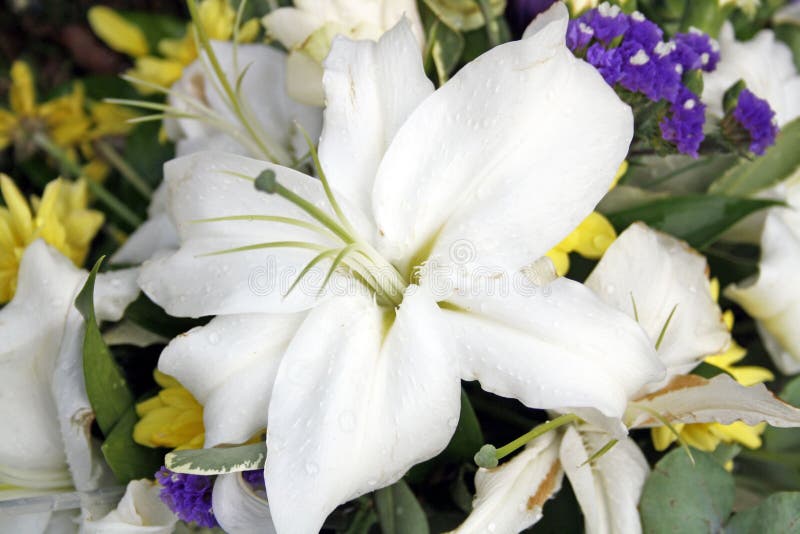 Lilly flower stock image. Image of color, beautiful, elegance - 44701435