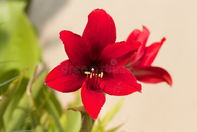 Lilly flower red stock image. Image of beauty, flora - 42587769