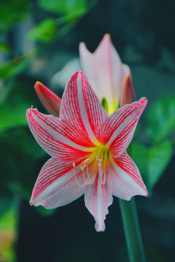 Lilly Flower stock image. Image of flora, flower, nature - 106375151