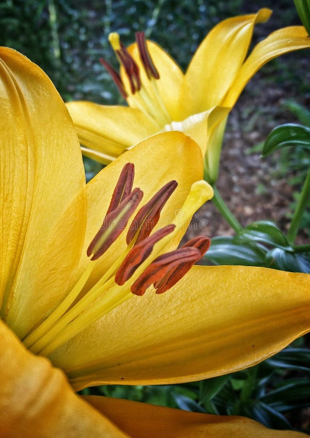 Lilly stock image. Image of yellow, lilly, flower, plant - 72230975