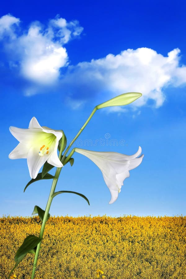 Flower in a hand with path stock image. Image of health - 570967