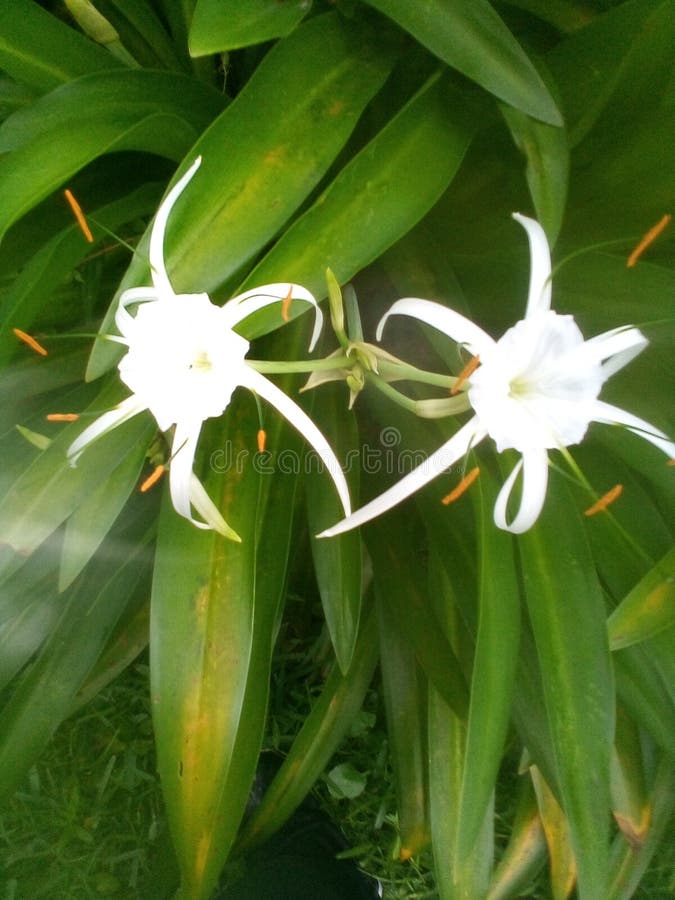 Lilly stock image. Image of plant, lilly, flowers - 253319565
