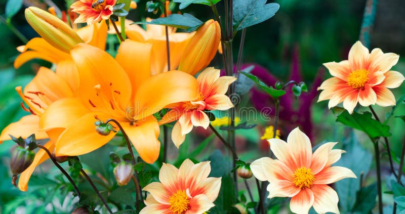 Lilly Flowers Growing in Garden Stock Image - Image of backyard, design ...