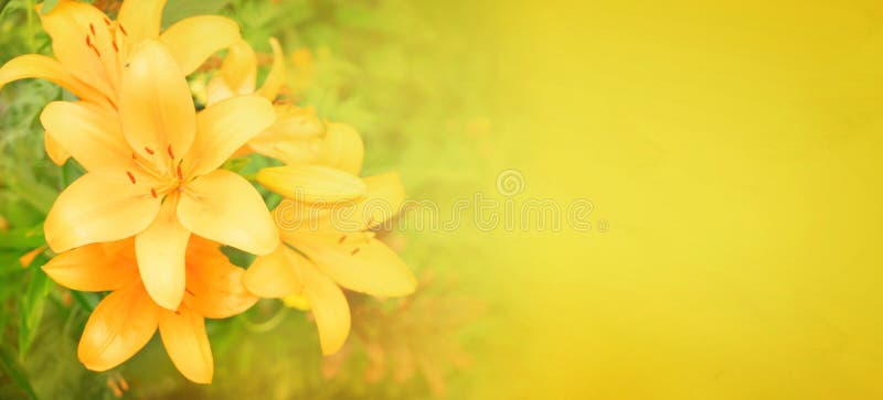 Lilly Flowers Growing in Garden Stock Photo - Image of nature ...
