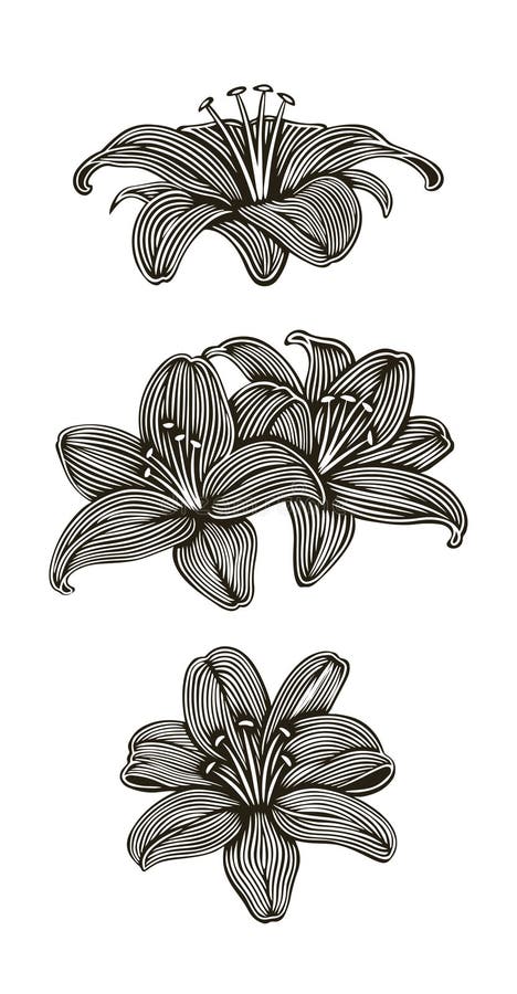 Lilly flowers line art set stock illustration. Illustration of ...