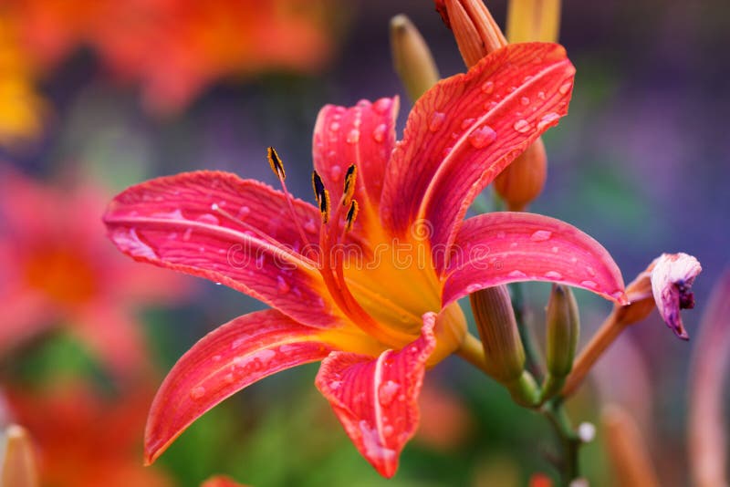 Lilly Flowers with Water Drops Closeup. Stock Image - Image of ...