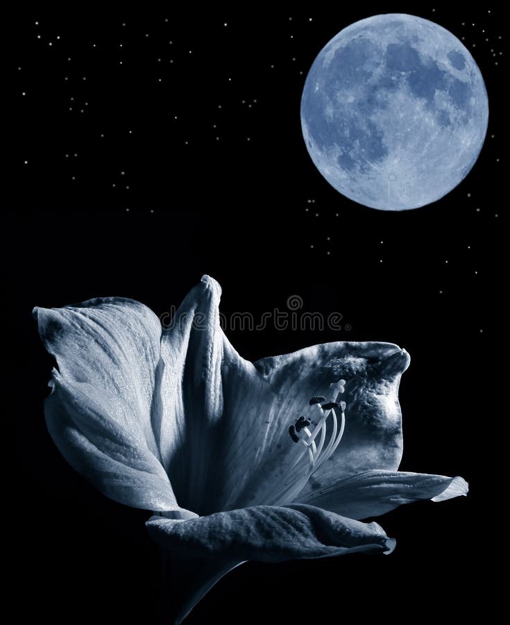 Lilly and the moon stock image. Image of moon, mysterious - 20992781