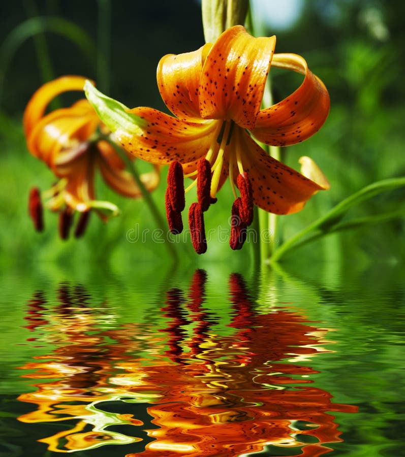 Lilly stock photo. Image of nice, lillium, forest, gardening - 54177426