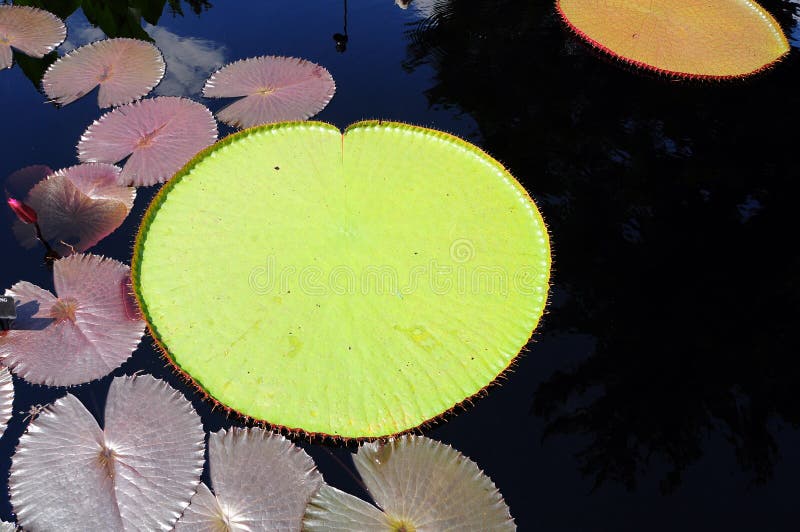 Lilly pad stock photo. Image of ponds, leaves, water - 10911904