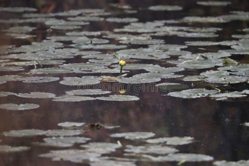 Lilly Pad Art stock photo. Image of calm, nature, rock - 260819246