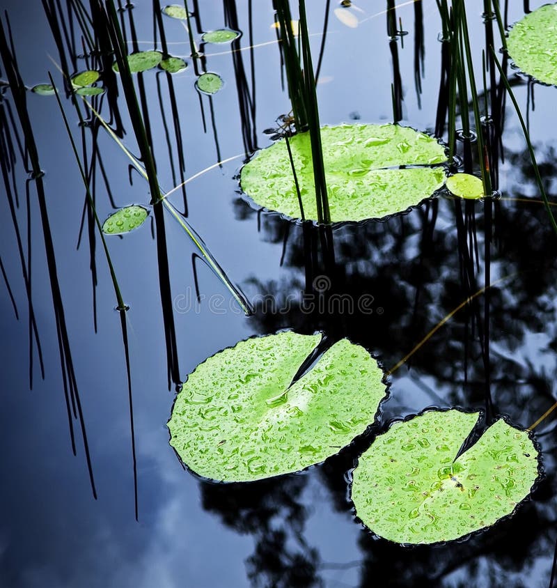 Rain on Pond stock photo. Image of leaves, lilly, raining - 18452680