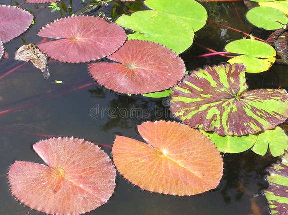 Lilly Pads stock image. Image of lilly, patterns, texture - 170983