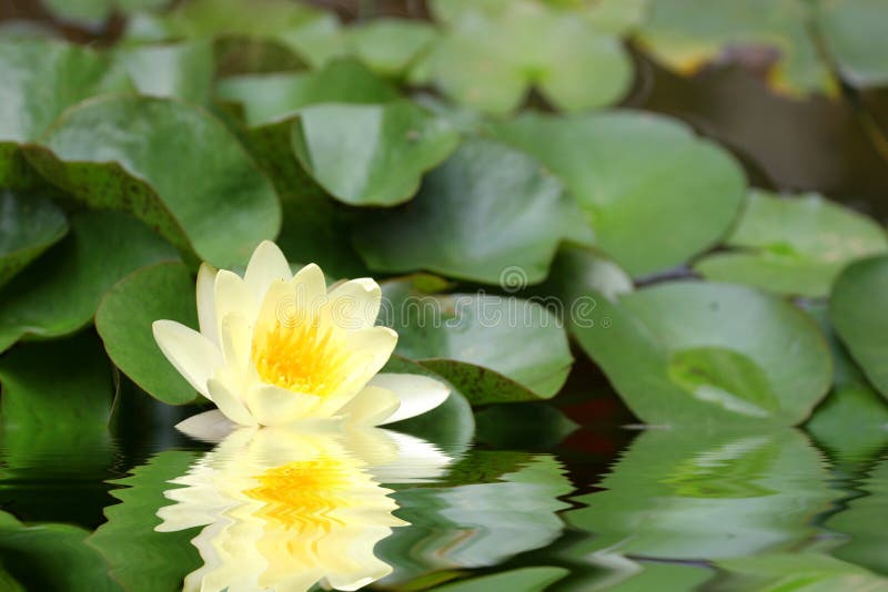 Lilly Pads stock photo. Image of pond, seasonal, flowers - 3939534