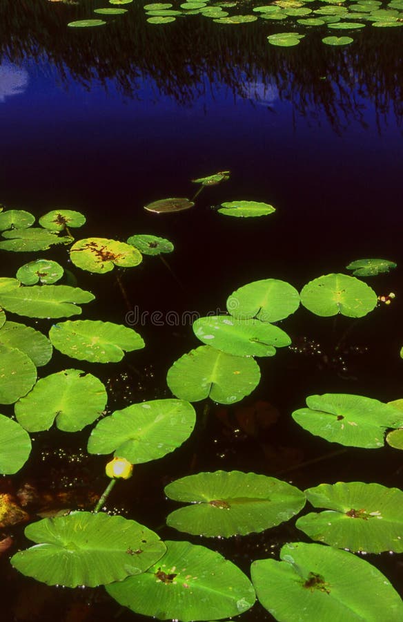 Lilly Pads stock photo. Image of ponds, fresh, bugs, summer - 9585682