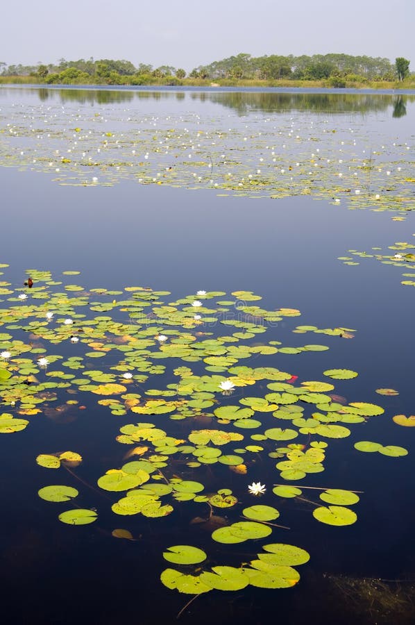 Lillypads in a Florida Swamp Stock Photo - Image of aquatic, florida ...