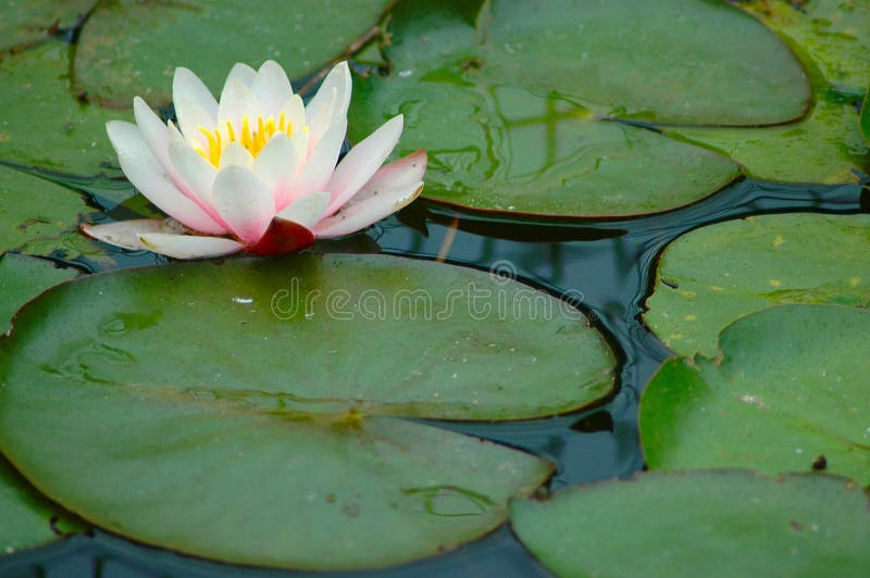 Lilly Pads with flower. stock image. Image of lillies, lilly - 175337