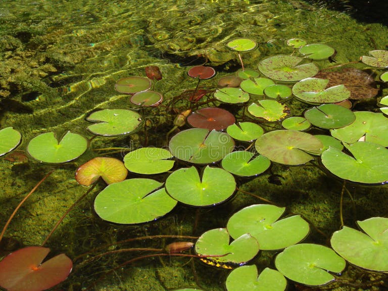 Lilly Pads in a Garden Pond Stock Image - Image of pool, clear: 3177437