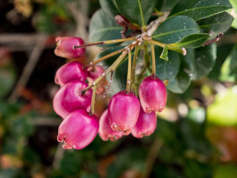 Lilly pilly berries stock photo. Image of satinash, berries - 91364556