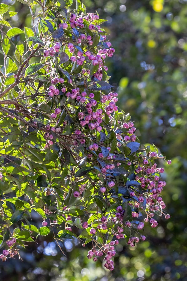 Lilly Pilly stock photo. Image of plants, lilly, plant - 227926006