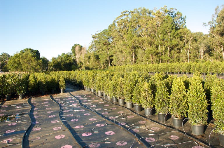 Lilly pilly nursery stock image. Image of tree, hedge - 12707889