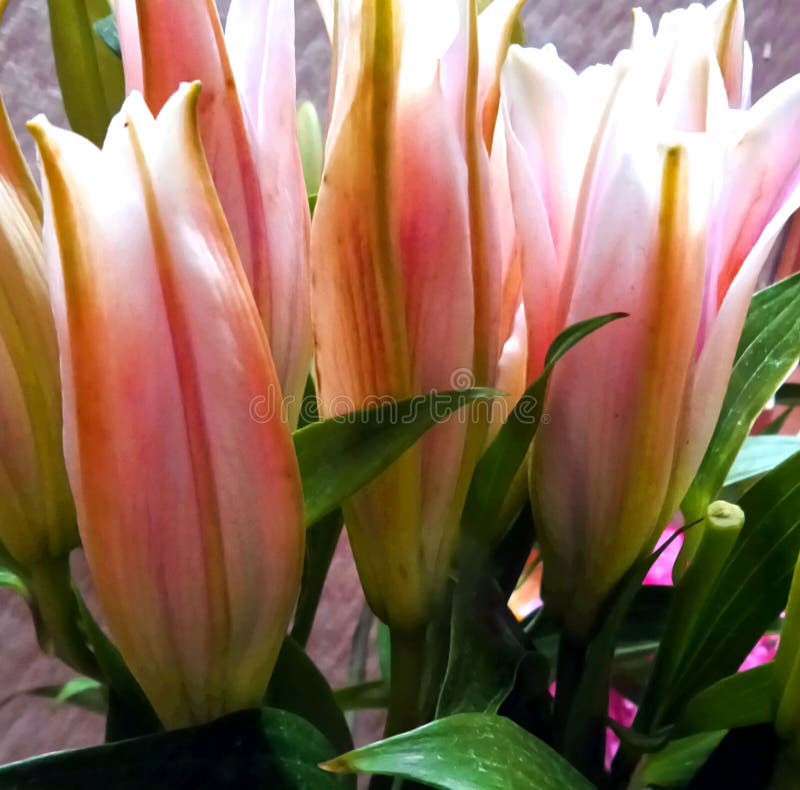 Lilly pink stock photo. Image of pink, pinklilly, flowers - 49638826