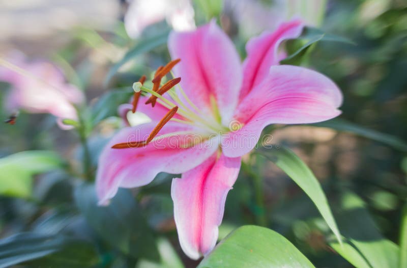 Lilly pink stock image. Image of nature, focus, flora - 65163979