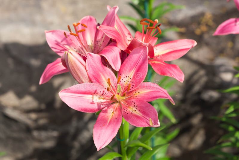 Lilly pink stock photo. Image of blossom, nature, valentine - 65302580