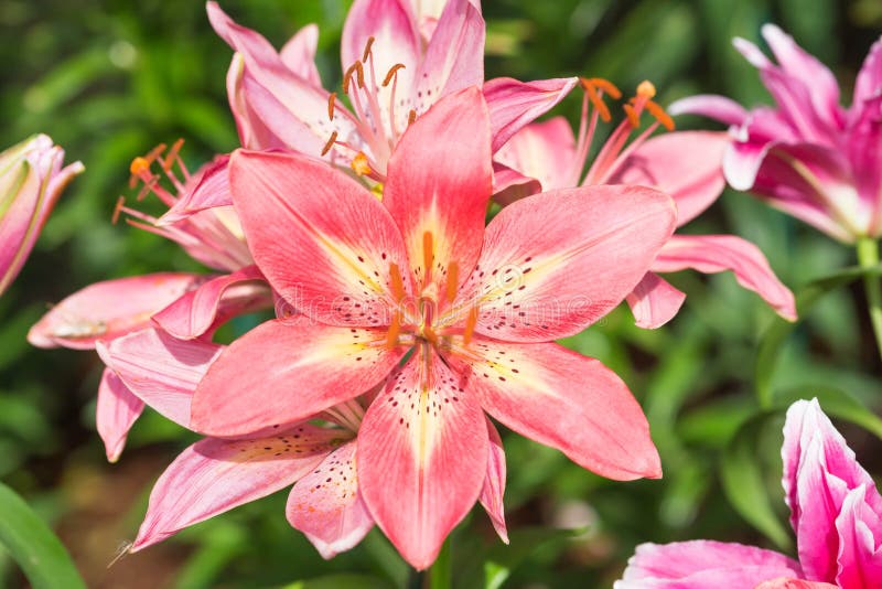 Lilly pink stock photo. Image of flower, petal, flora - 65303002