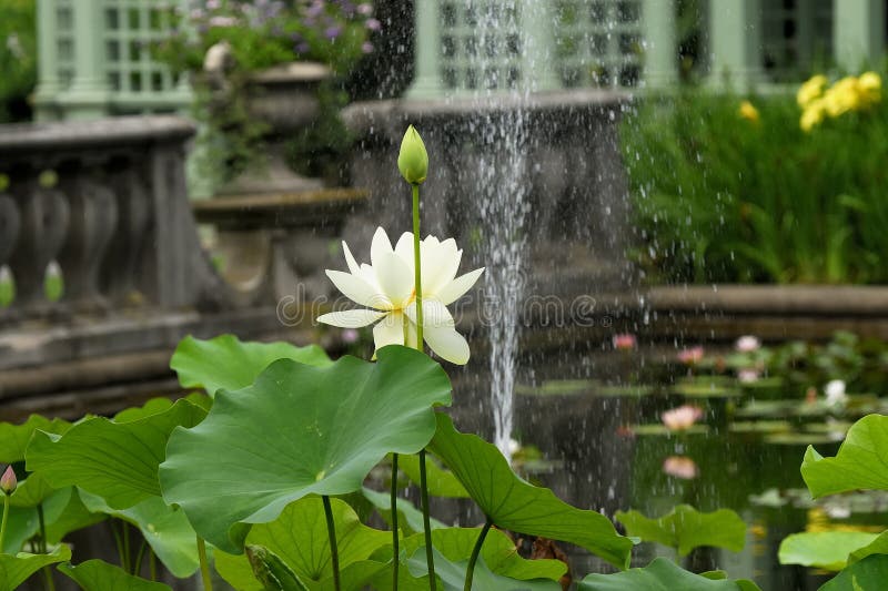 Lilly Pond stock image. Image of floral, lilly, flower - 1352773