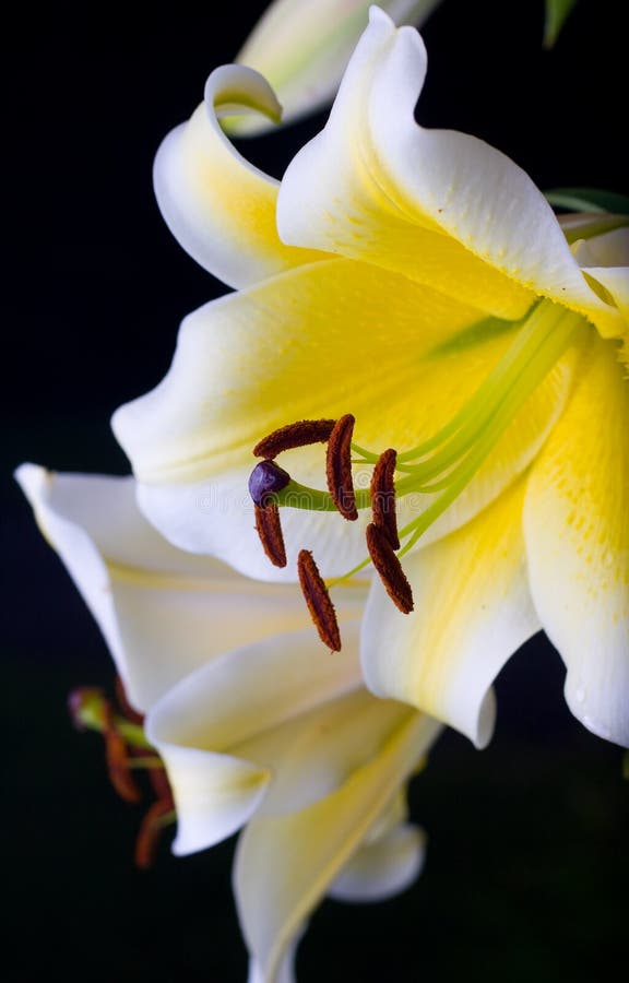 Lilly Portrait stock image. Image of lilly, color, smell - 11503229