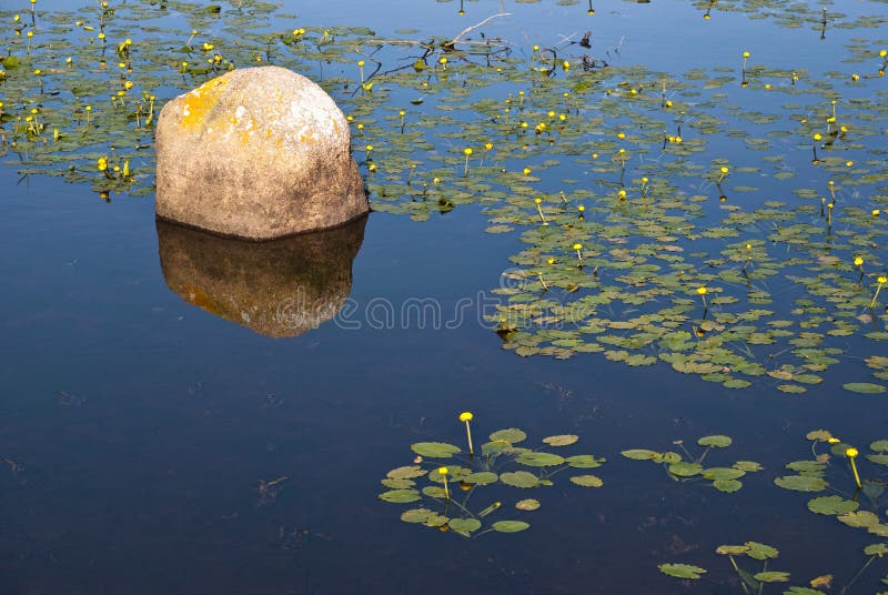 Lilly Rock stock image. Image of light, flora, blossom - 12325919