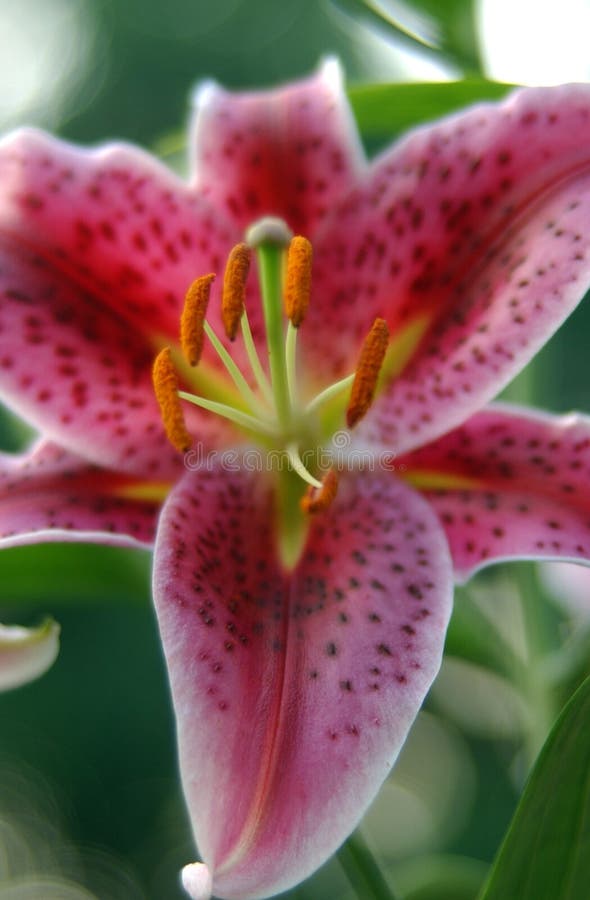 Lilly rose 5 image stock. Image du fleurs, rose, nature - 579395