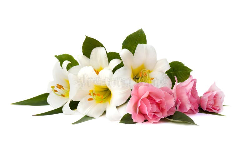 Lilly and Rose on White Background Stock Image - Image of florist ...