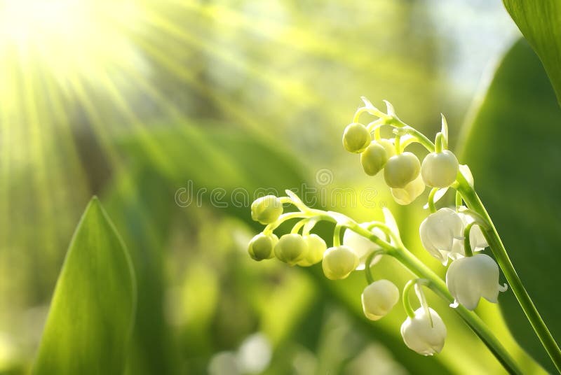 Lilly of the Valley in the Forest Stock Photo - Image of frame ...