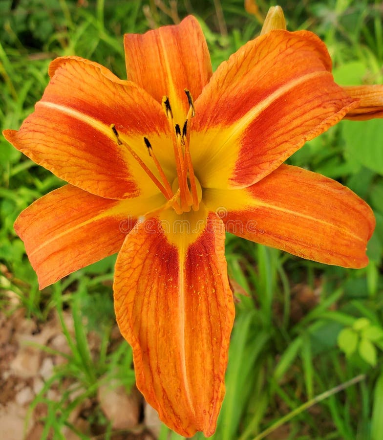 Lilly of the valley stock photo. Image of valley, lilly - 152168300
