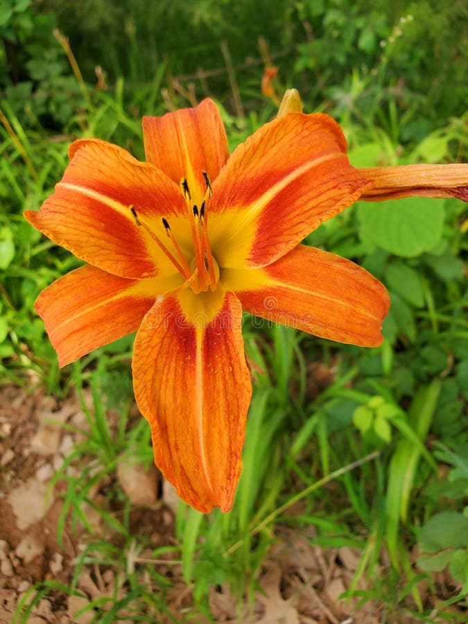 Lilly of the valley stock photo. Image of beauty, flowers - 152169064