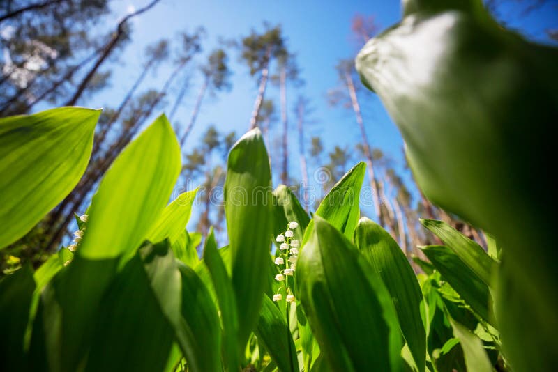 Lilly of the valley stock image. Image of garden, flowers - 238429473