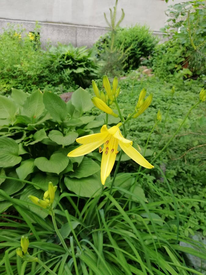 Lilly stock photo. Image of nature, green, yellow, lilly - 160116898