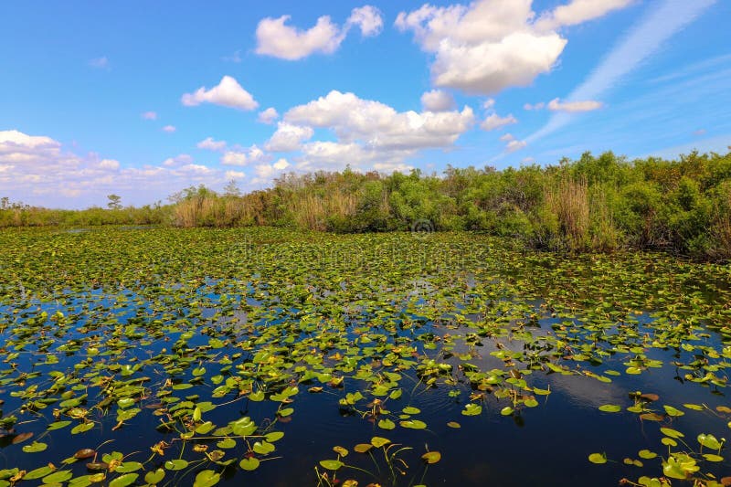 Lillypads in a Florida Swamp Stock Image - Image of aquatic, white: 1327345