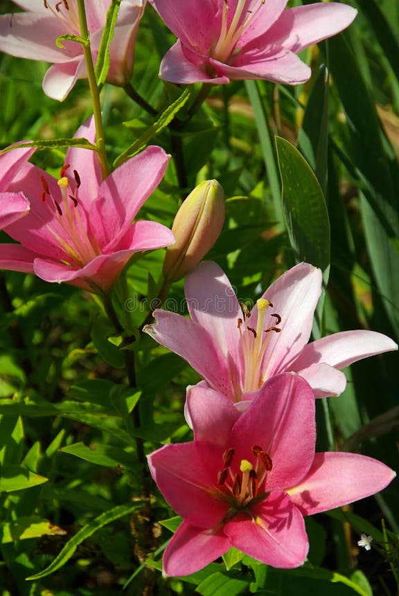 Lily 08 stock image. Image of blossomwater, lily, drop - 5786365